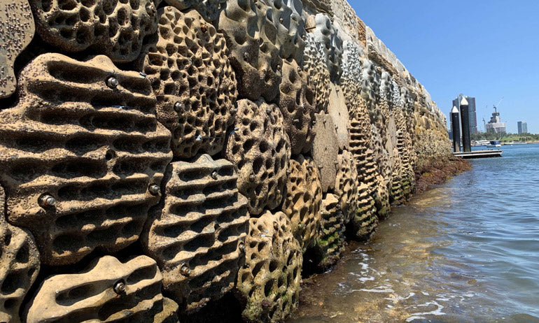 How 'Living Seawalls' can help coastal communities – Sea Dwelling Creatures