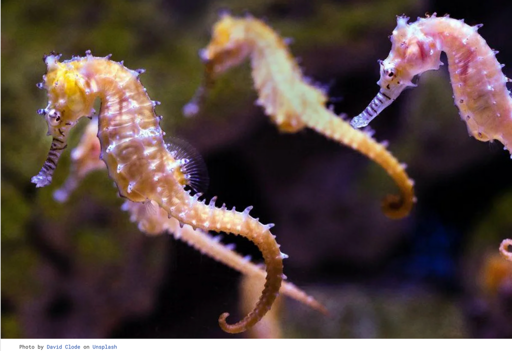 Seahorses have one of the coolest origin stories of all life on Earth ...