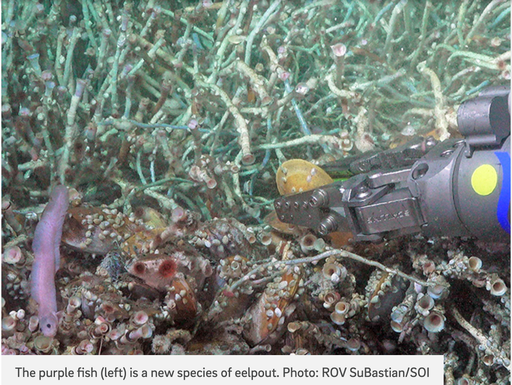 NEW SPECIES OF DEEP-SEA FISH DISCOVERED OFF COSTA RICA – Sea Dwelling ...