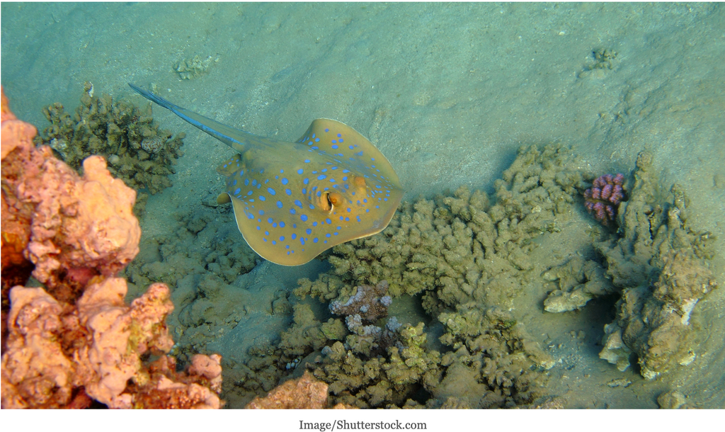 Coral-eating fish poo may act as ‘probiotics’ for reefs – Sea Dwelling ...