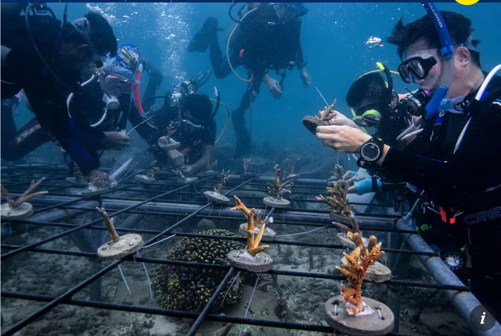 How south-east Asia is fighting back to save corals – Sea Dwelling ...