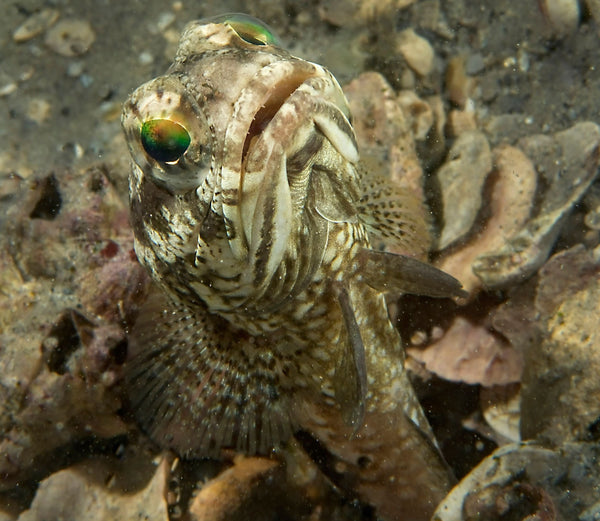 Banded Jawfish – Sea Dwelling Creatures