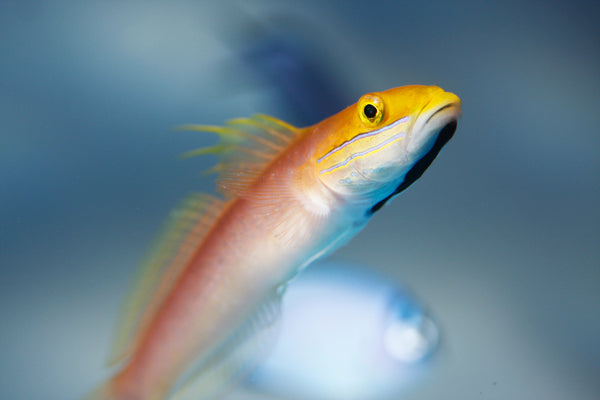 Bella Goby – Sea Dwelling Creatures