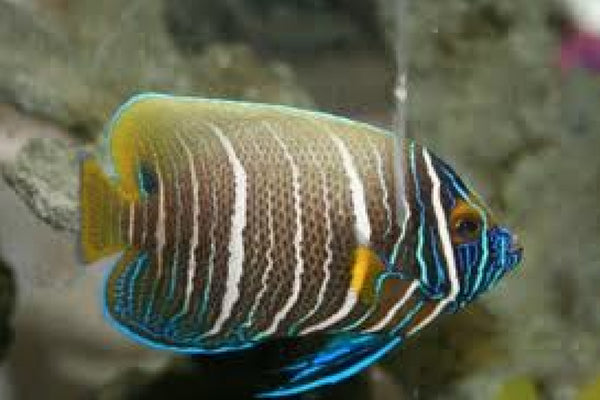 Blueface Angel: Changing – Sea Dwelling Creatures