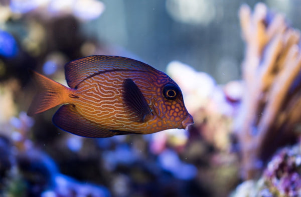 Chevron Tang: Adult – Sea Dwelling Creatures