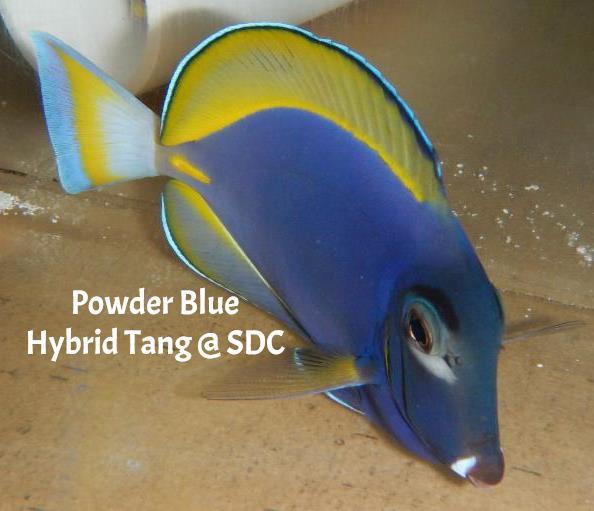 Powder Blue Hybrid Surgeon – Sea Dwelling Creatures