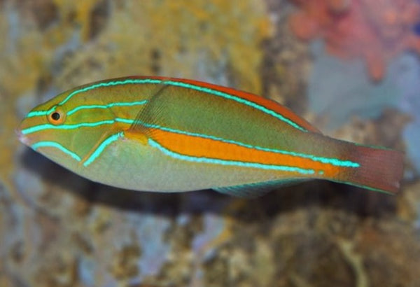Orange Bar Wrasse – Sea Dwelling Creatures