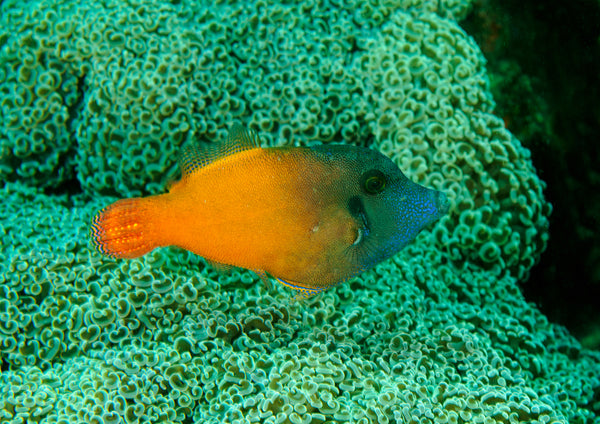 Flame File – Sea Dwelling Creatures