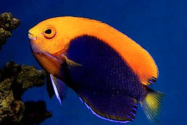 Flameback Angel – Sea Dwelling Creatures