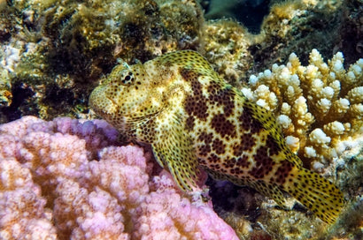 Hawkfish – Sea Dwelling Creatures