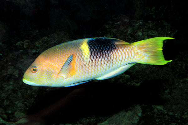 Goldspot Hogfish – Sea Dwelling Creatures