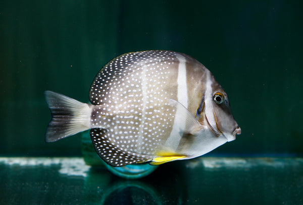 Mustard Tang – Sea Dwelling Creatures