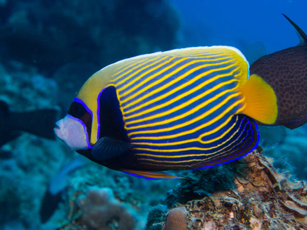 Imperator Angel – Sea Dwelling Creatures