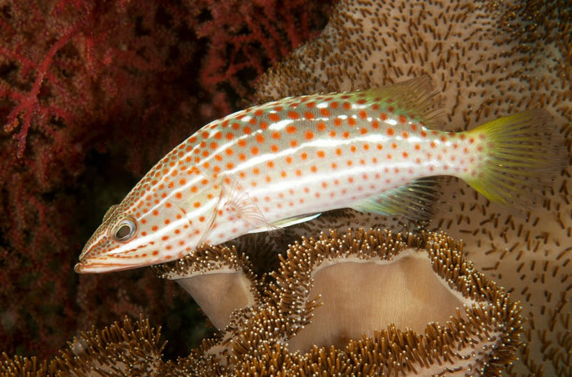 Groupers – Sea Dwelling Creatures