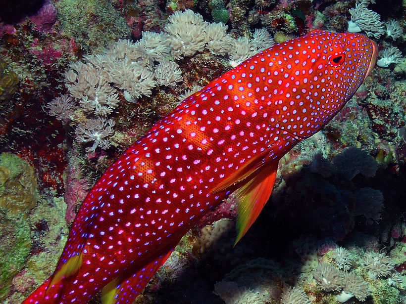 Groupers – Sea Dwelling Creatures