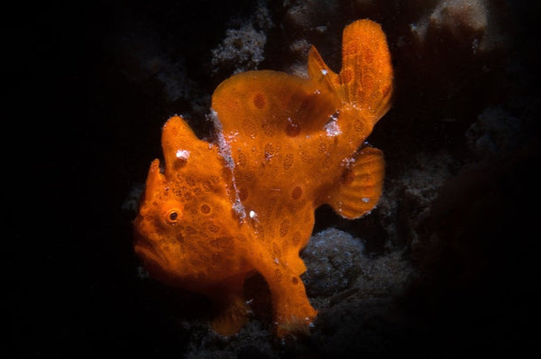 Orange Angler: Super – Sea Dwelling Creatures