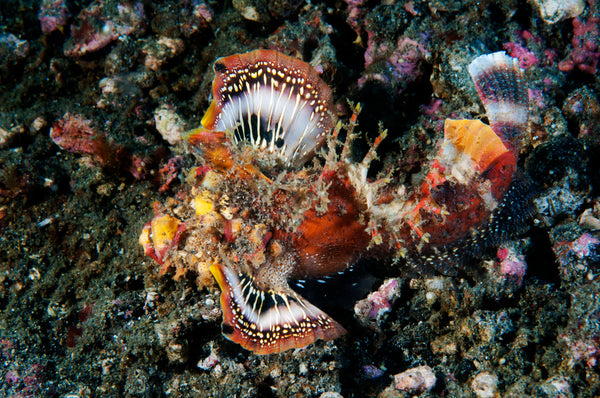 Popeyed Sea Goblin – Sea Dwelling Creatures