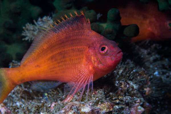 Red Hawk – Sea Dwelling Creatures
