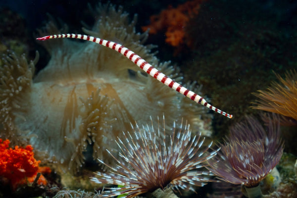 Red Banded Pipefish – Sea Dwelling Creatures