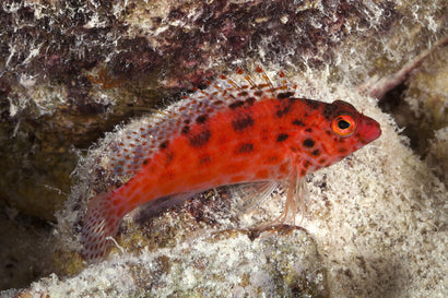 Hawkfish – Sea Dwelling Creatures