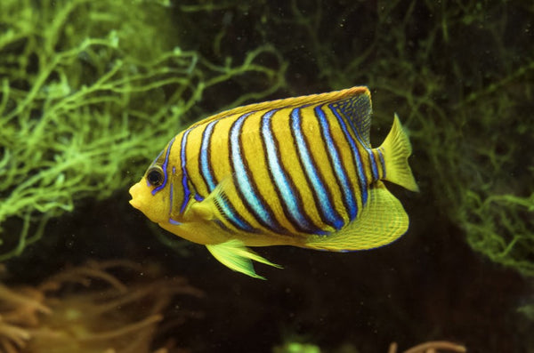 Regal Angel: Yellow Belly: Juvenile – Sea Dwelling Creatures