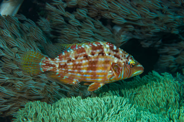 Rooster Wrasse – Sea Dwelling Creatures
