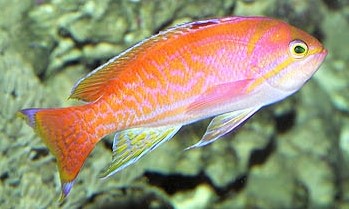 Two Spot Basslet – Sea Dwelling Creatures