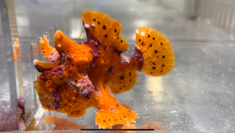 Anglers – Sea Dwelling Creatures