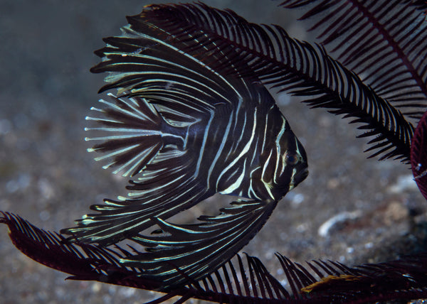 Zebra Batfish: Tank Raised – Sea Dwelling Creatures