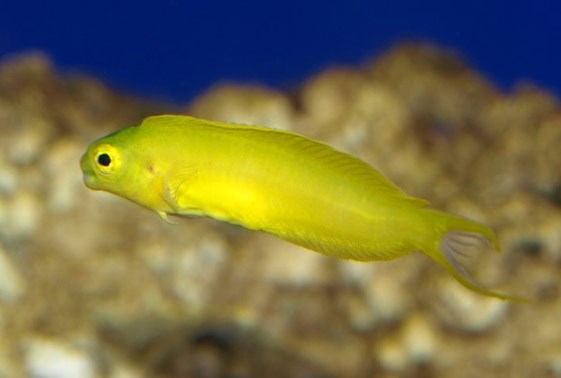 Canary Blenny: Yellow: Tank Raised – Sea Dwelling Creatures