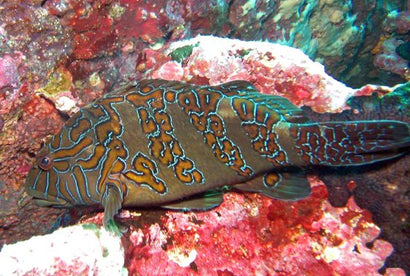 Hawkfish – Sea Dwelling Creatures