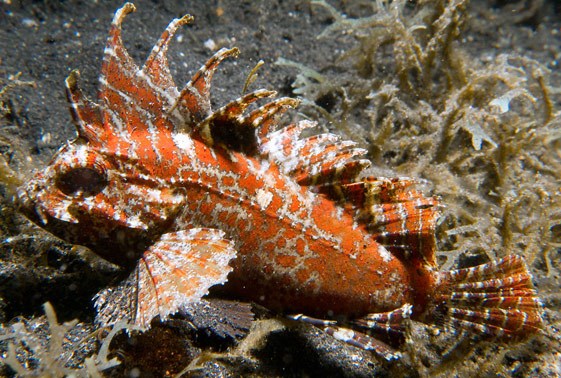 Waspfish – Sea Dwelling Creatures